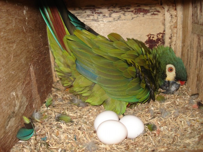 Vogels - Hobbykwekerij van HaandelVogels - Hobbykwekerij van Haandel