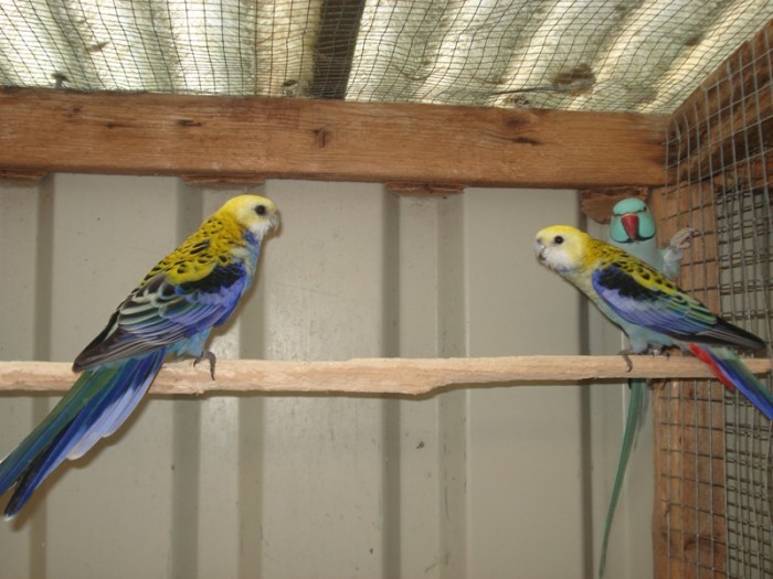 Vogels - Hobbykwekerij van HaandelVogels - Hobbykwekerij van Haandel