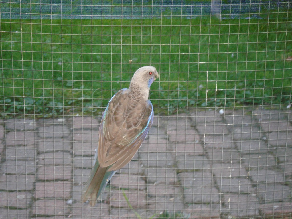 Vogels - Hobbykwekerij van HaandelVogels - Hobbykwekerij van Haandel